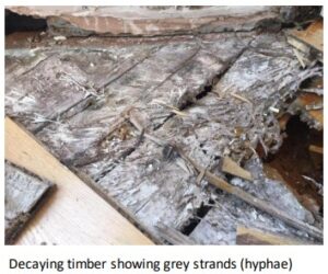 The Difference Between Dry Rot and Wet Rot - Trusted Surveyors